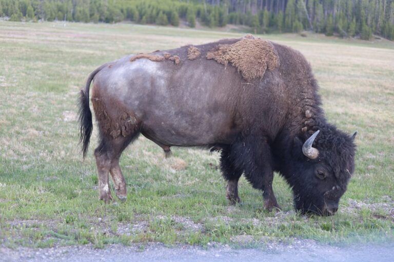 Buffalo Hump Fat Removal: 7 Powerful Solutions for 2025